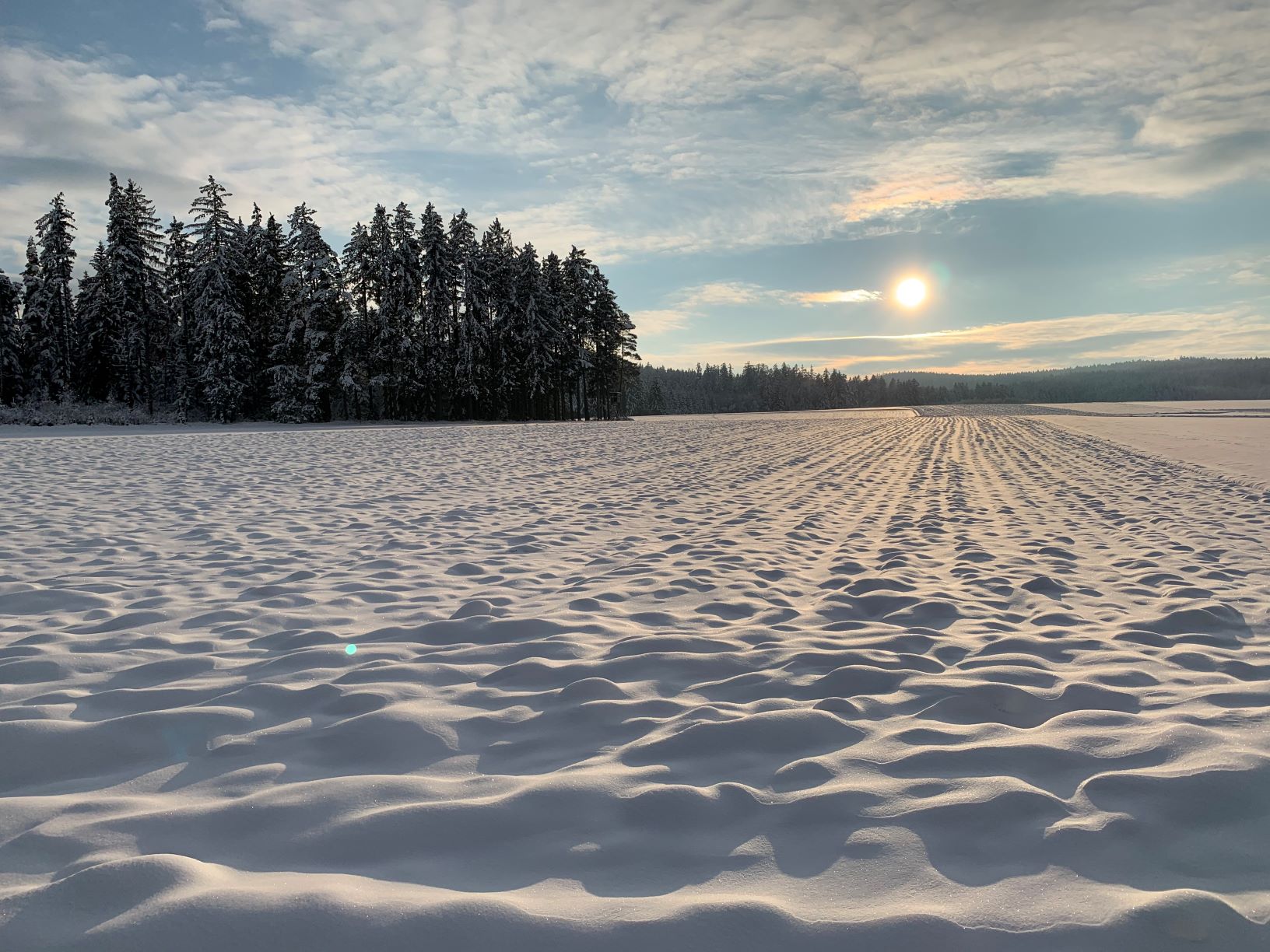 Gesund und lebensfroh im Winter - Waldbaden im Winter